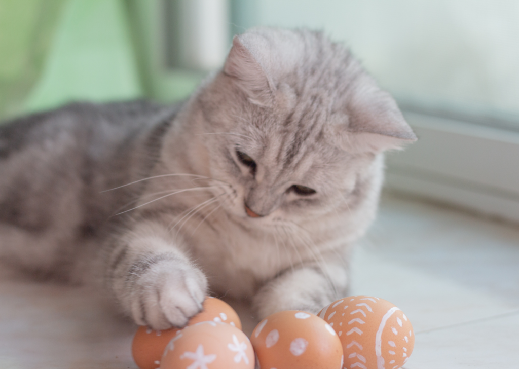 Easter Hazards for Cats | Applaws UK