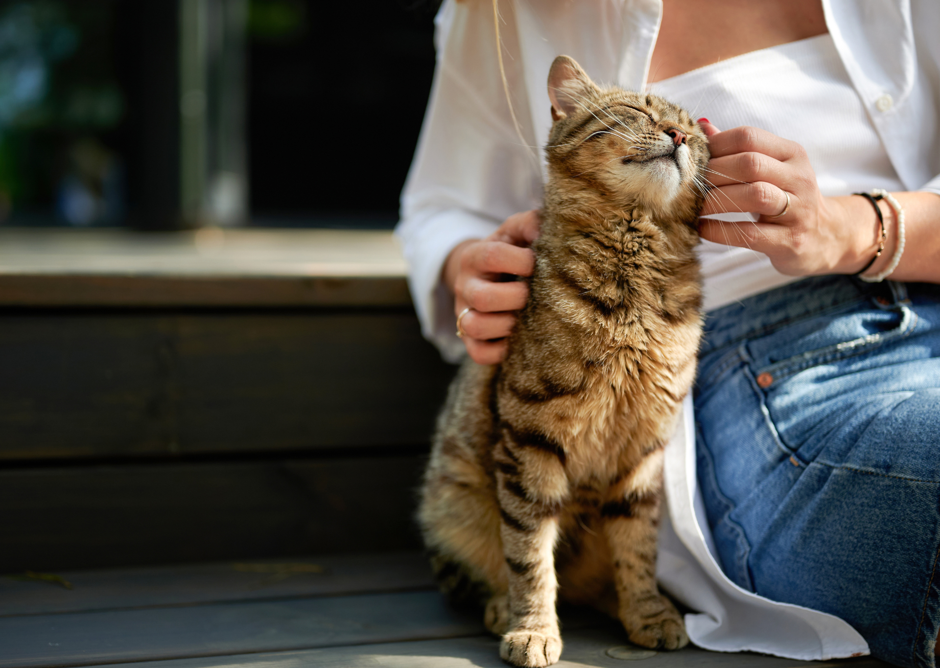 Which breed of cat is the most affectionate? | Applaws UK