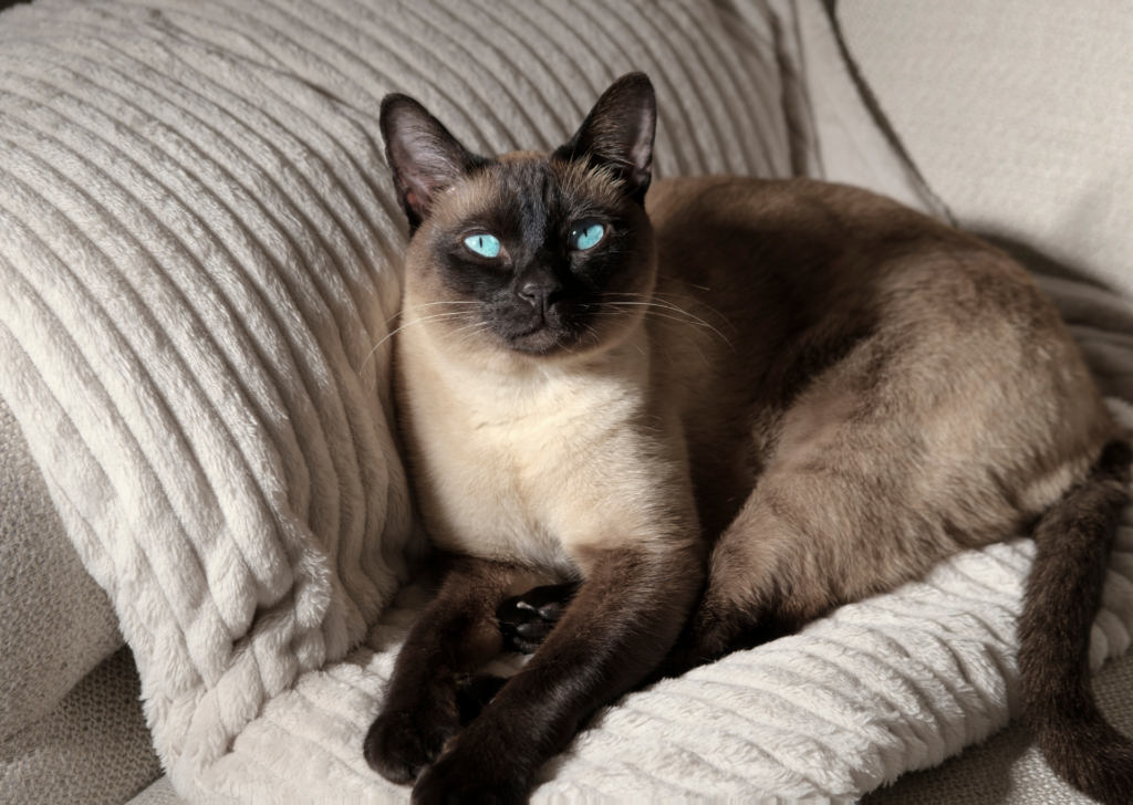 Which breed of cat is the most affectionate? - Applaws ANZ