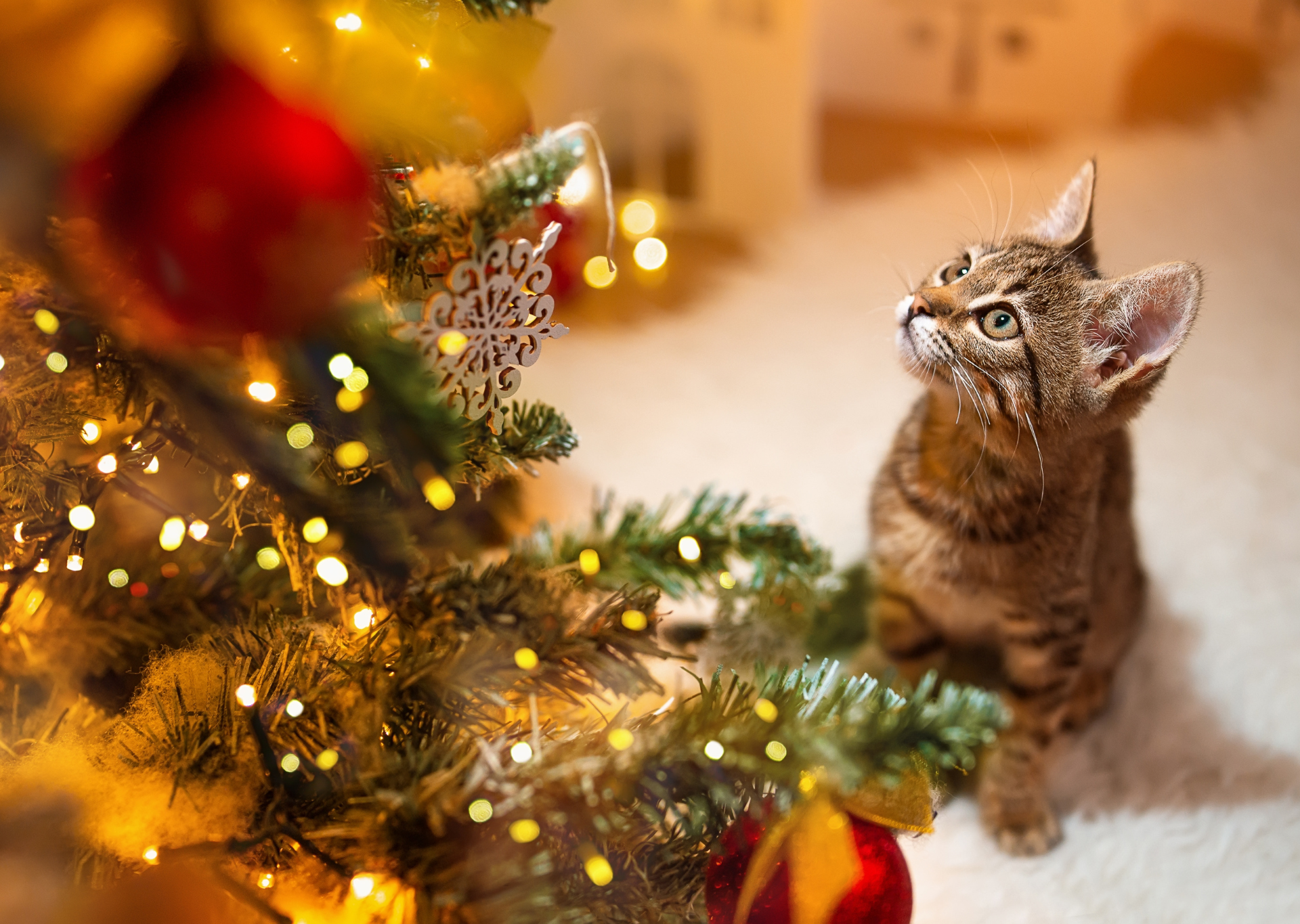 Setting Up a Cat Safe Christmas Tree | Applaws UK