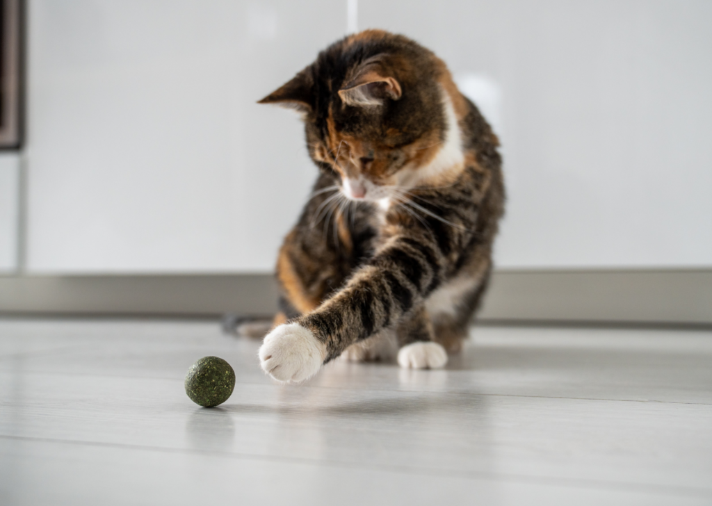Can Cats Play Fetch? | Applaws UK