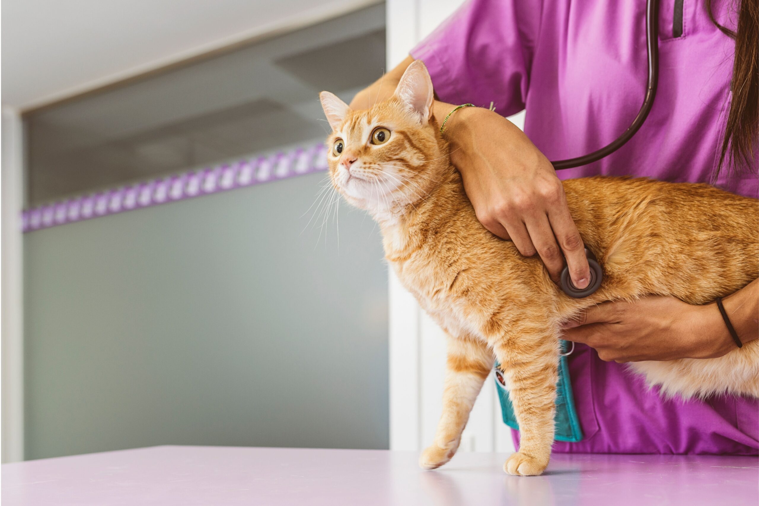 A guide to taking your cat to the vet | Applaws US