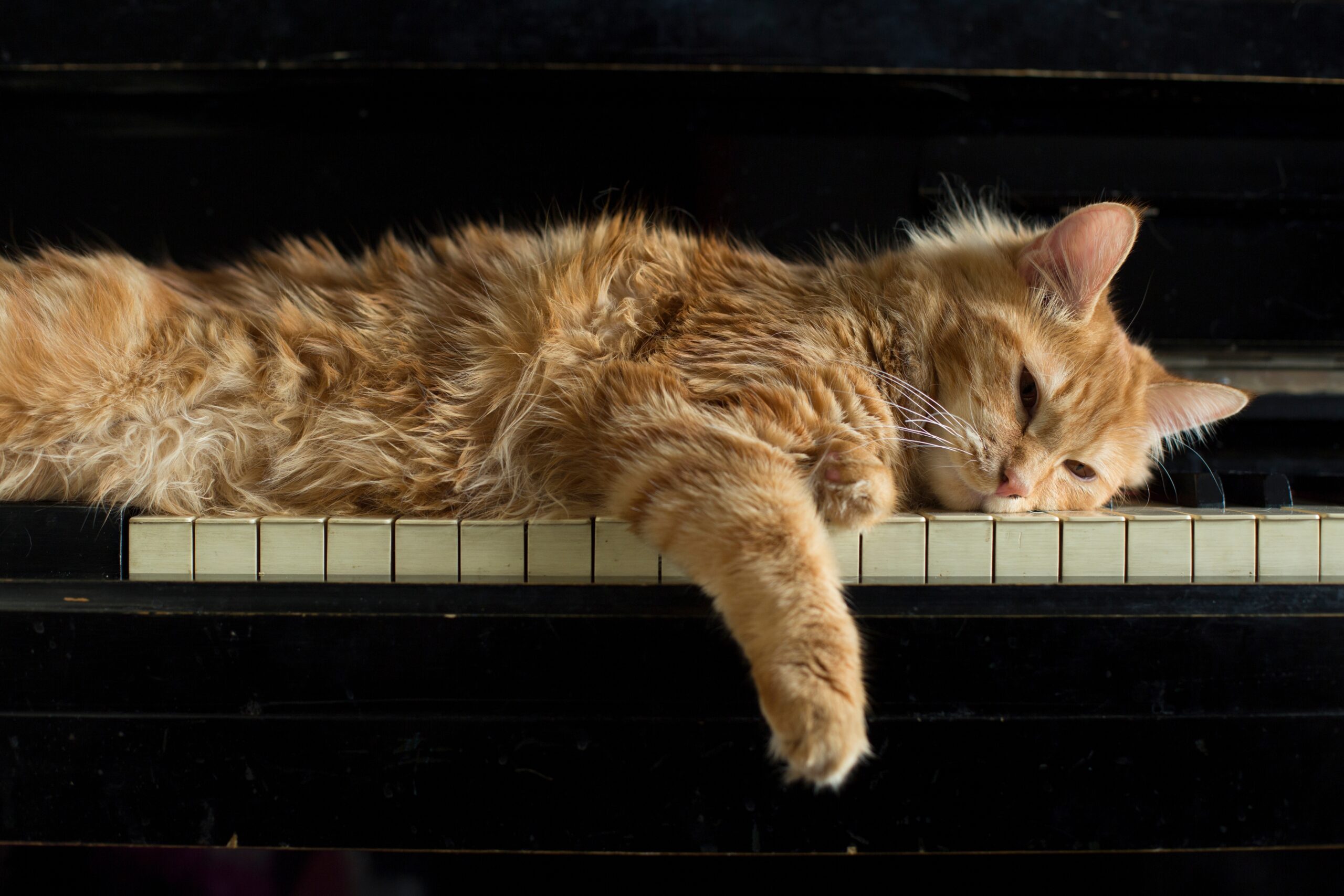 Do Cats Enjoy Music? | Applaws US